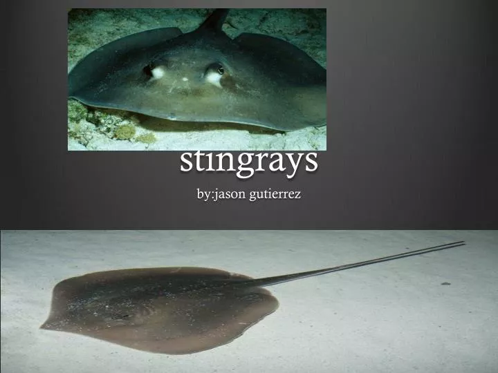 PPT - stingrays PowerPoint Presentation, free download - ID:2535146