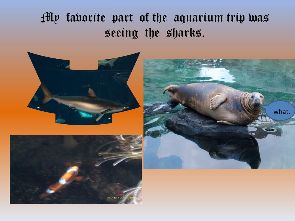 PPT - My Awesome Trip To The Adventure Aquarium PowerPoint Presentation ...