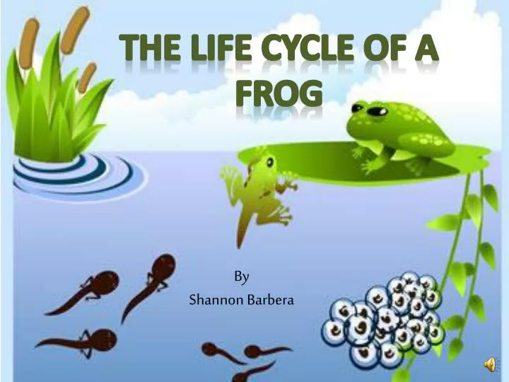 PPT - The Life cycle of a frog PowerPoint Presentation, free download - ID:2536252