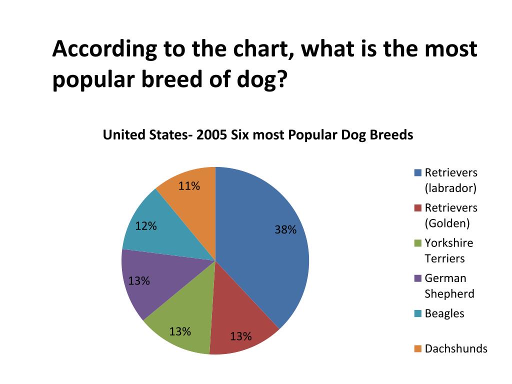 10 Most Popular Dog Breed 2024 - Mira Hilliary 10 Most Popular Dog Breed 2024 - Mira Hilliary