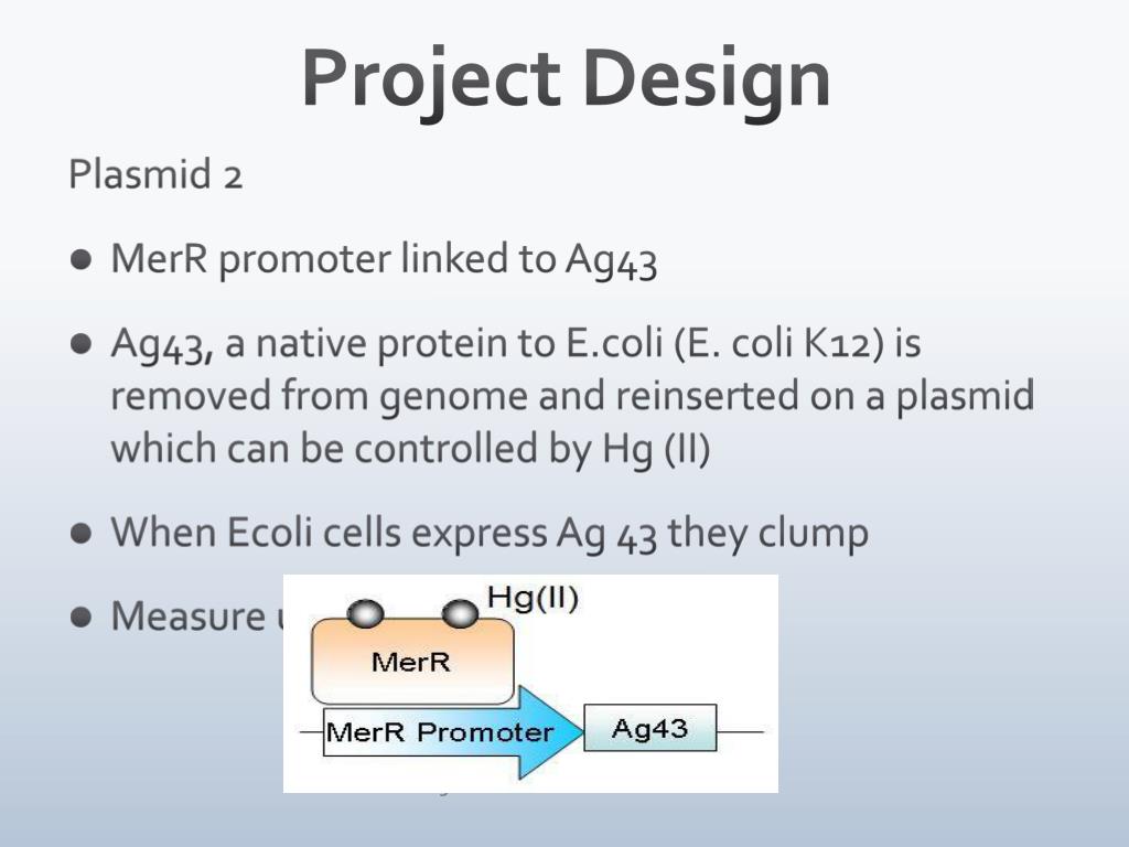 PPT - Team Stritch: Metal-o-coli Removal of Heavy Metal from ...