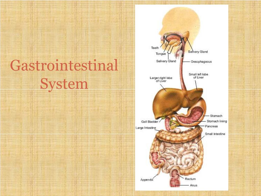 Ppt Gastrointestinal System Powerpoint Presentation Free Download
