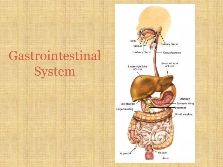 PPT - Gastrointestinal System PowerPoint Presentation, free download ...