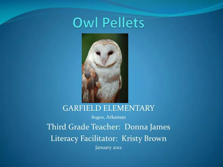 PPT - Owl Pellets PowerPoint Presentation, free download - ID:2555293