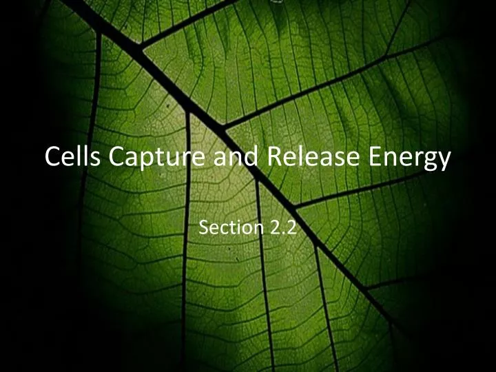 PPT - Cells Capture and Release Energy PowerPoint Presentation, free ...