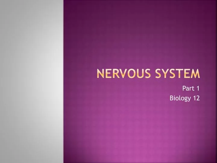 Ppt Nervous System Powerpoint Presentation Free Download Id 2555635
