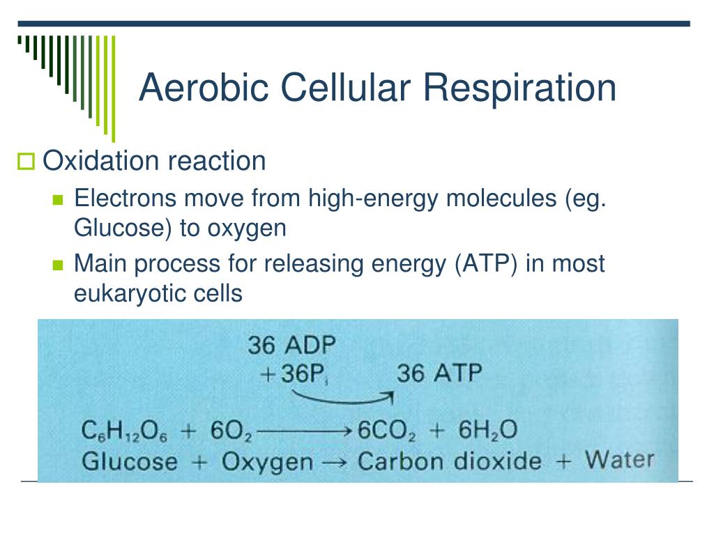 PPT - Cellular Respiration Releases Energy from Organic Compounds ...