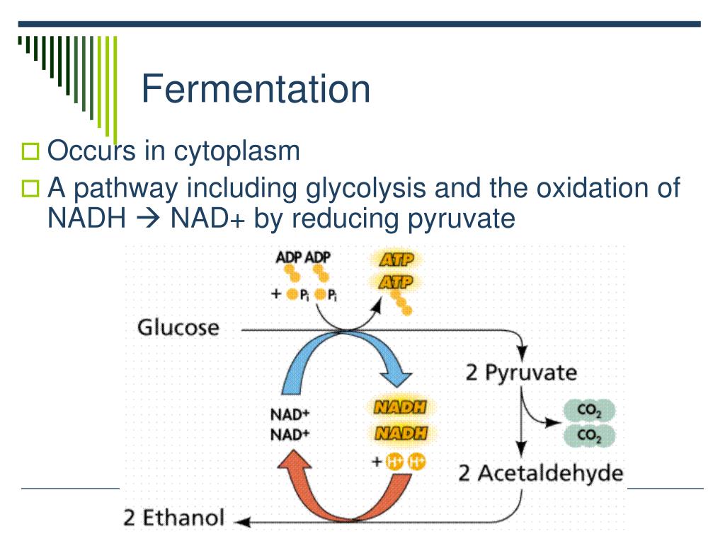 PPT - Cellular Respiration Releases Energy from Organic Compounds ...