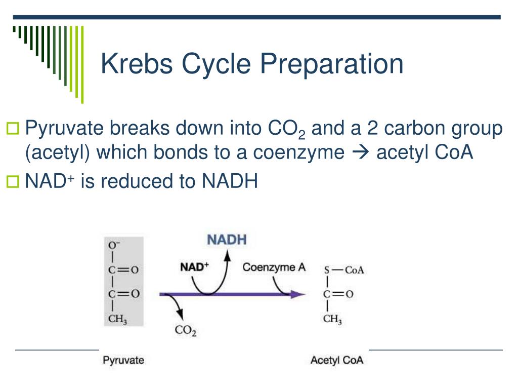PPT - Cellular Respiration Releases Energy from Organic Compounds ...