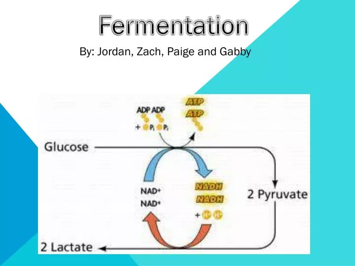 PPT - Fermentation PowerPoint Presentation, free download - ID:2556710
