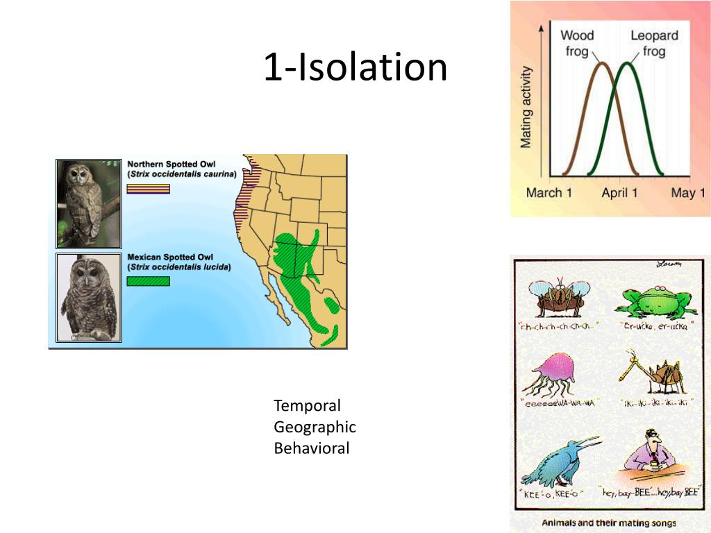 PPT - Punctuated Equilibrium PowerPoint Presentation, free download ... PPT - Punctuated Equilibrium PowerPoint Presentation, free download ...