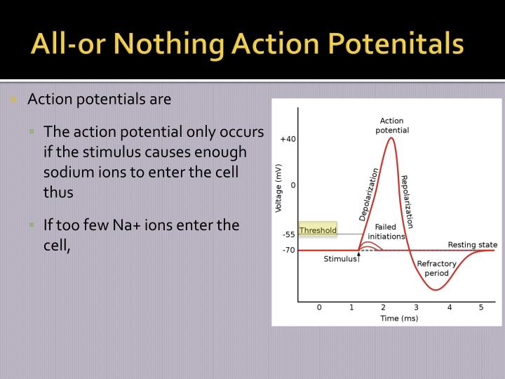 PPT - How do neurons conduct nerve impulses? PowerPoint Presentation ...