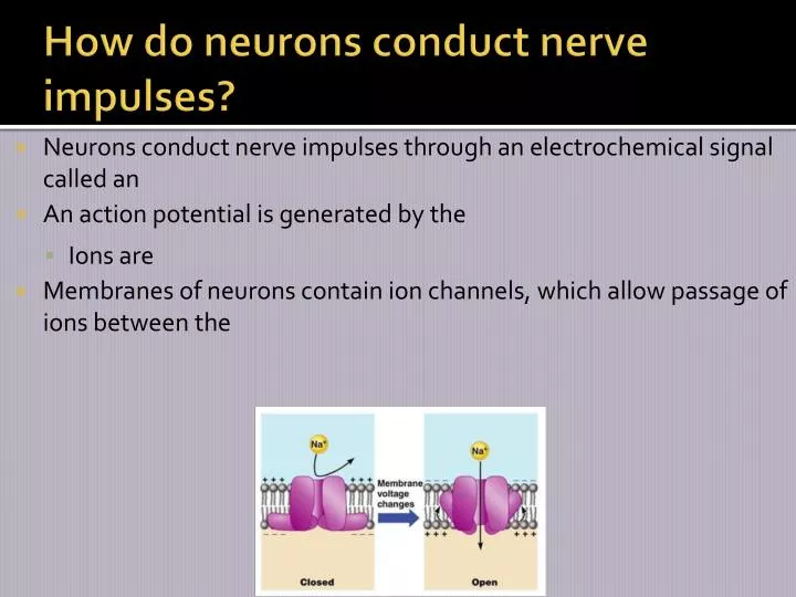 PPT - How do neurons conduct nerve impulses? PowerPoint Presentation ...