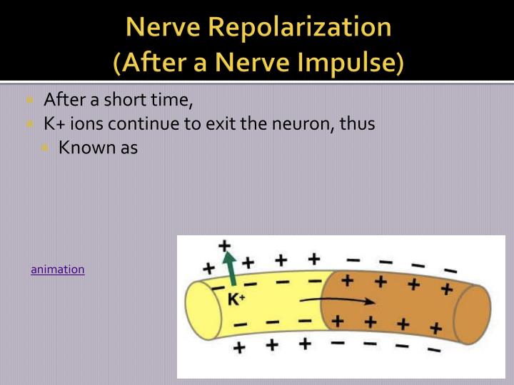 PPT - How do neurons conduct nerve impulses? PowerPoint Presentation ...