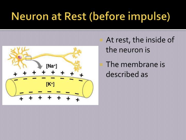 PPT - How do neurons conduct nerve impulses? PowerPoint Presentation ...