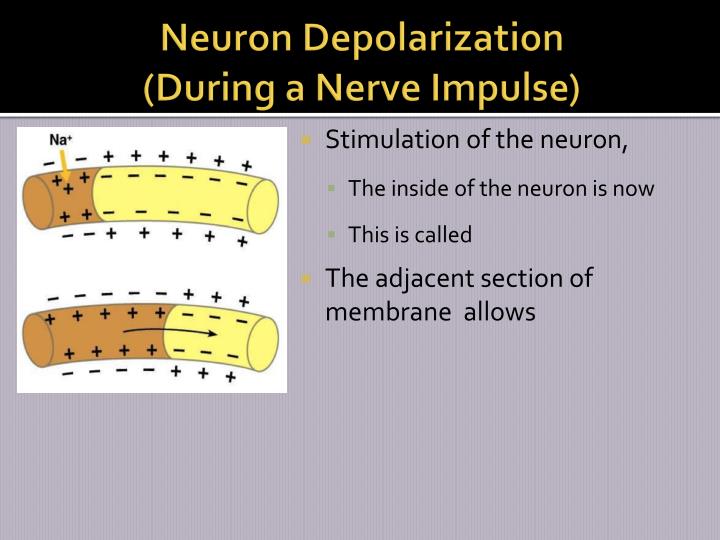 PPT - How do neurons conduct nerve impulses? PowerPoint Presentation ...
