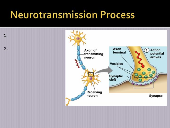 Neurotransmission Ppt