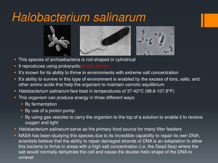 PPT - Archaebacteria PowerPoint Presentation - ID:2558891