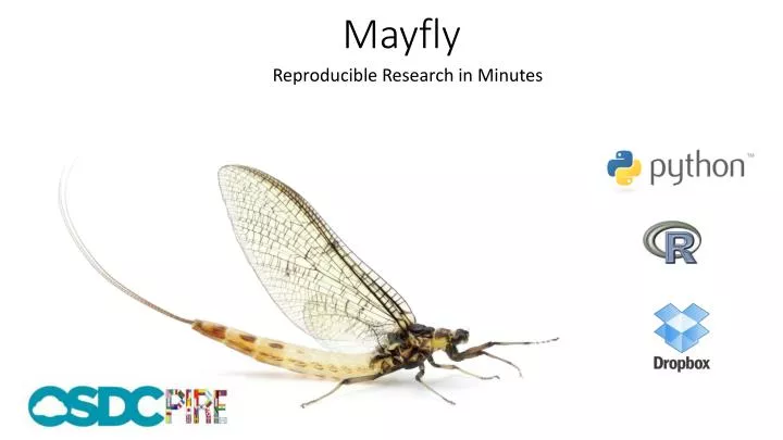 PPT - Mayfly PowerPoint Presentation, free download - ID:2558983