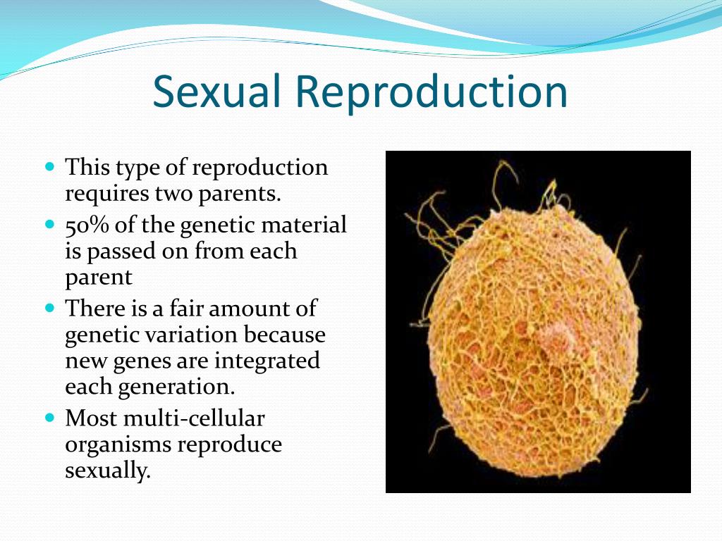 Ppt Cellular Reproduction Powerpoint Presentation Free Download Id