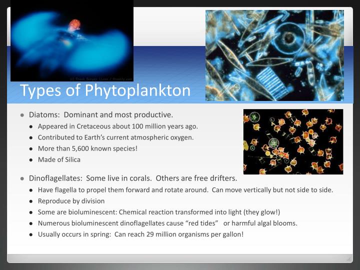 PPT - Plankton, Algae, and Plants PowerPoint Presentation - ID:2559611