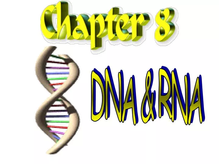 PPT - DNA & RNA PowerPoint Presentation, free download - ID:2560238