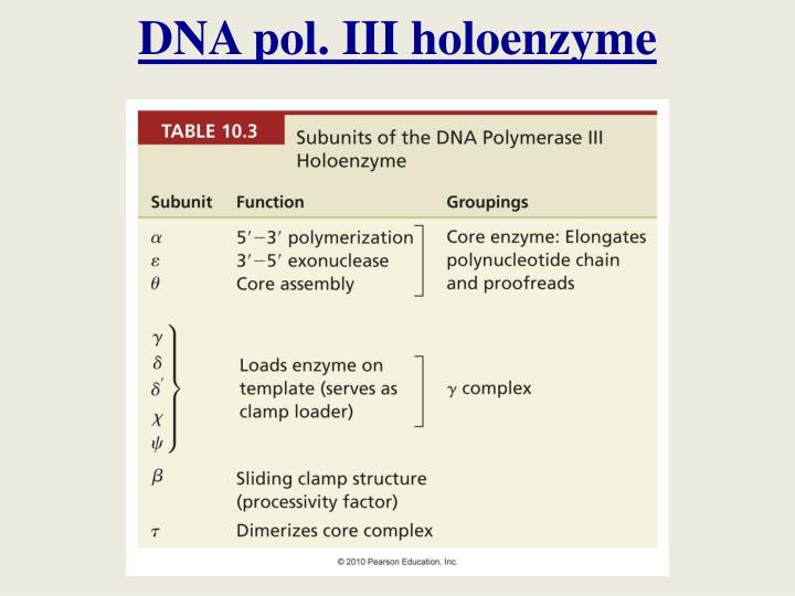 PPT - Lecture 16: DNA replication PowerPoint Presentation - ID:2560344