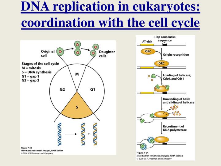 PPT - Lecture 16: DNA replication PowerPoint Presentation - ID:2560344