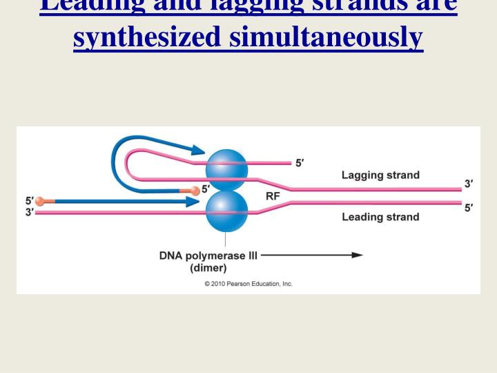 PPT - Lecture 16: DNA replication PowerPoint Presentation - ID:2560344
