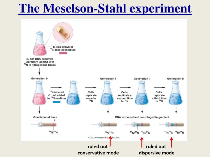 PPT - Lecture 16: DNA replication PowerPoint Presentation - ID:2560344
