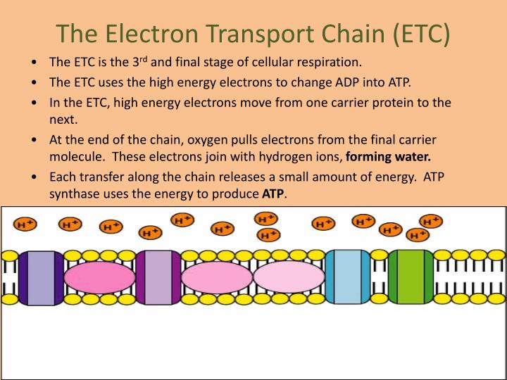 PPT - Cellular Respiration PowerPoint Presentation - ID:2561724