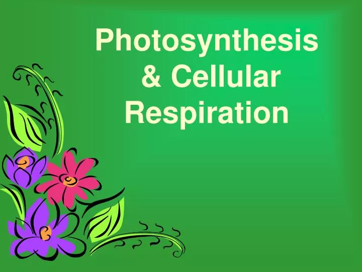 PPT - Photosynthesis & Cellular Respiration PowerPoint Presentation ... PPT - Photosynthesis & Cellular Respiration PowerPoint Presentation ...