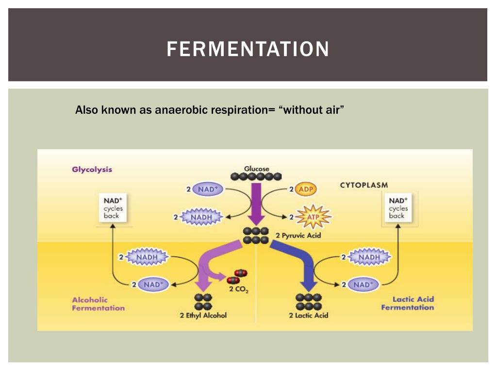 Ppt Cellular Respiration Fermentation In Yeast Powerp - vrogue.co Ppt Cellular Respiration Fermentation In Yeast Powerp - vrogue.co