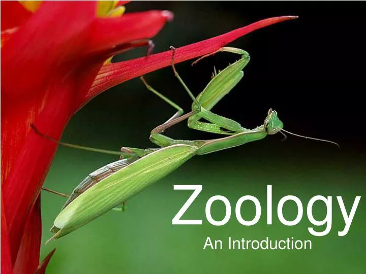 PPT - Zoology PowerPoint Presentation, free download - ID:2562055