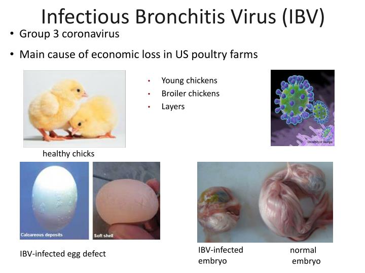 PPT - Reconstruction of Infectious Bronchitis Virus Quasispecies from ...