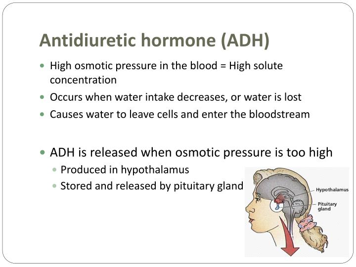 PPT - Water Balance PowerPoint Presentation - ID:2563527