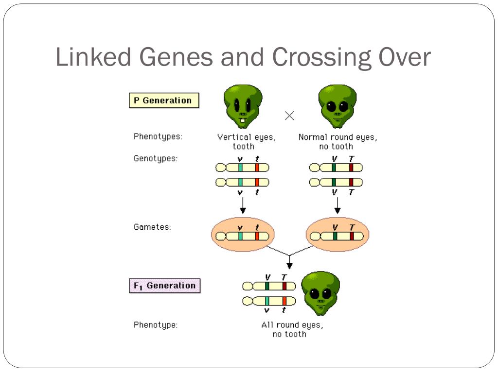Ppt Gene Mapping Powerpoint Presentation Free Download Id 2563613
