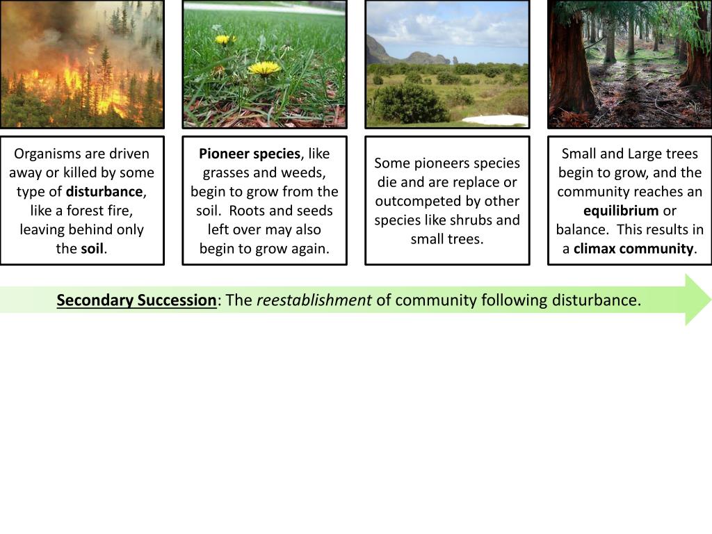 PPT - Pioneer species , like lichens and mosses, establish themselves ...