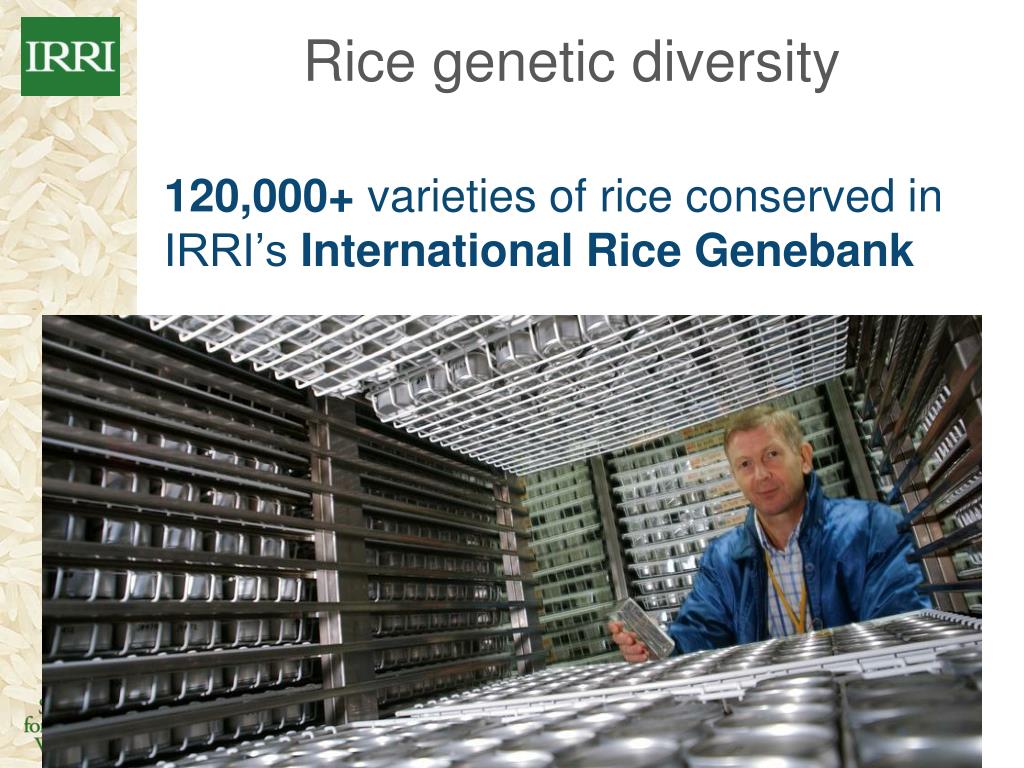 PPT - “Rice, Oryza sativa, is the staple food for half the human ...