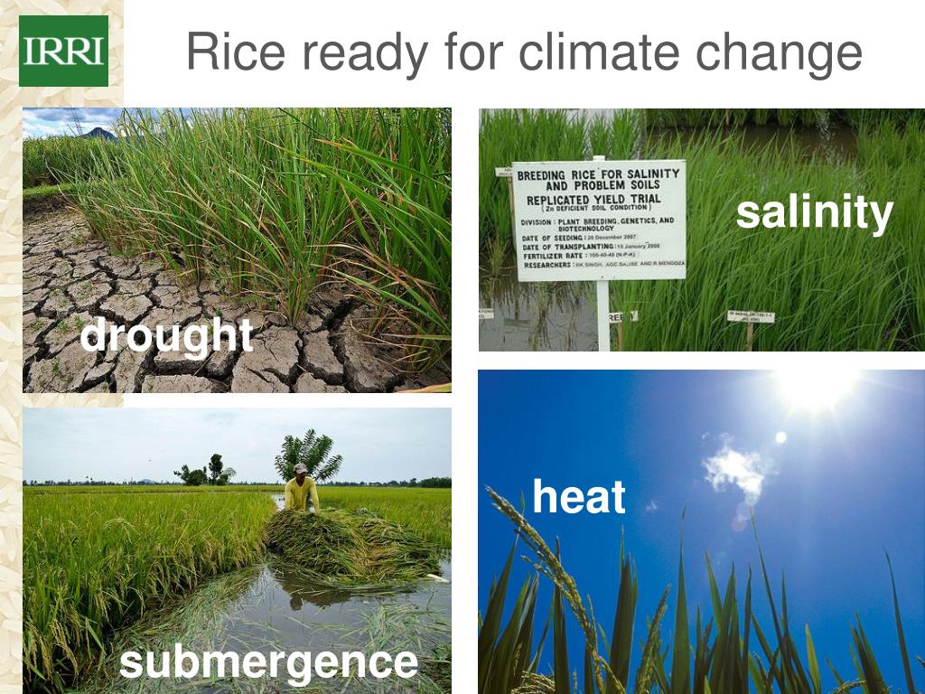 PPT - “Rice, Oryza sativa, is the staple food for half the human ...