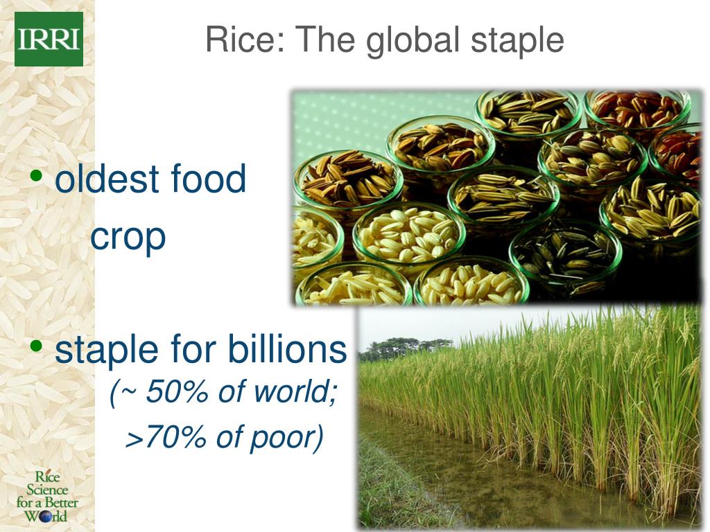 PPT - “Rice, Oryza sativa, is the staple food for half the human ...