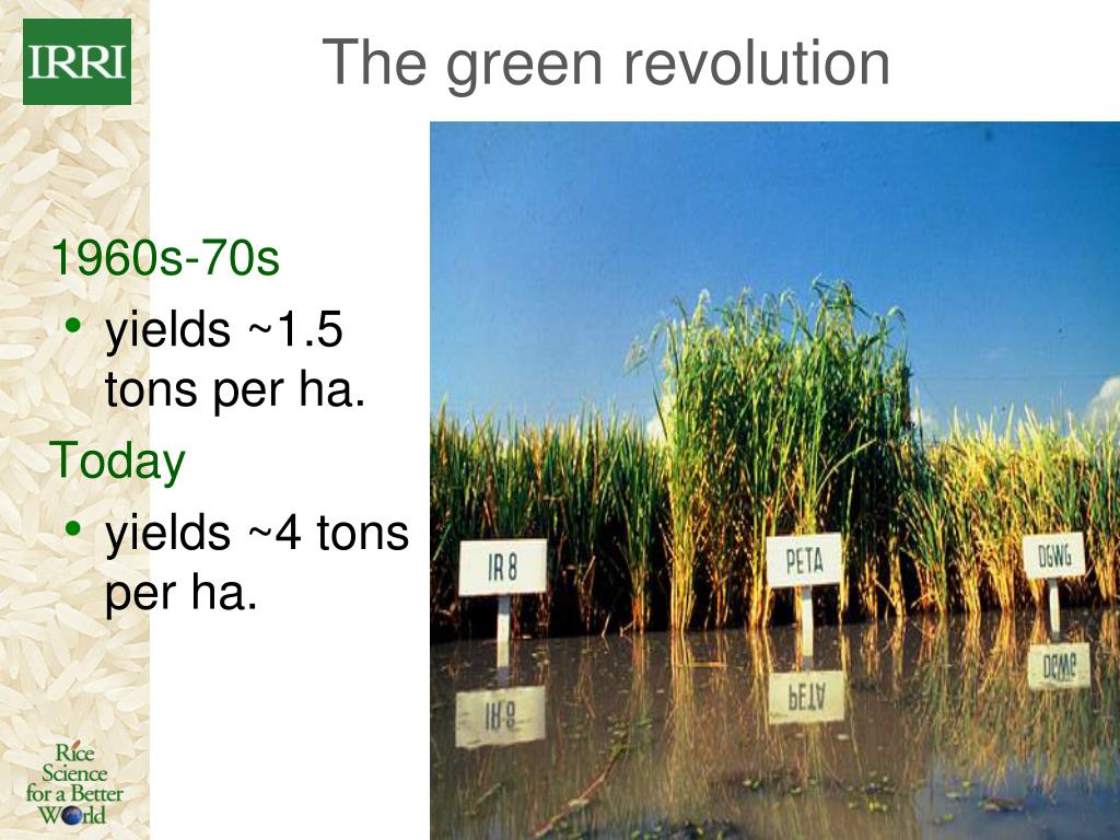 PPT - “Rice, Oryza sativa, is the staple food for half the human ...