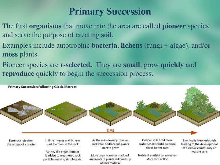 PPT - Section 20-2 + 3 Patterns & Succession PowerPoint Presentation ...