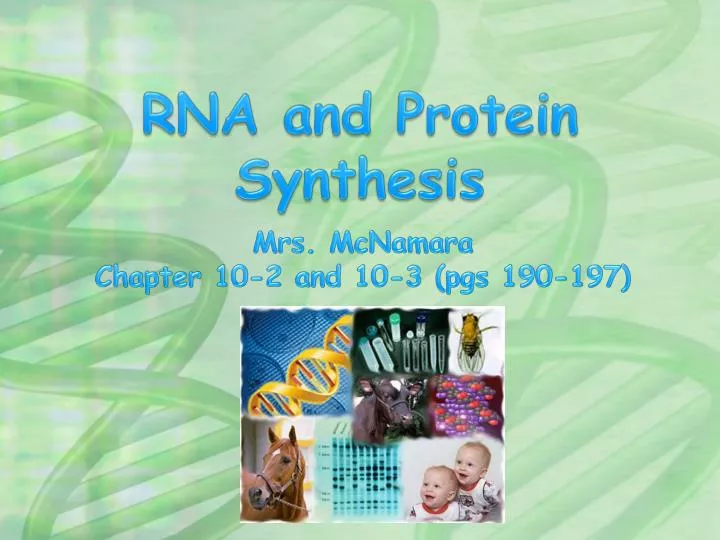 PPT - RNA and Protein Synthesis PowerPoint Presentation, free download ...