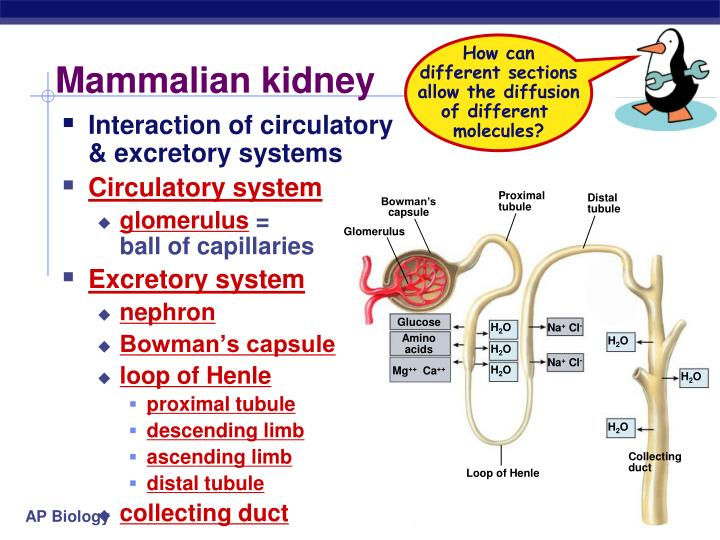 PPT - Kidney Structure & Function PowerPoint Presentation - ID:2569096