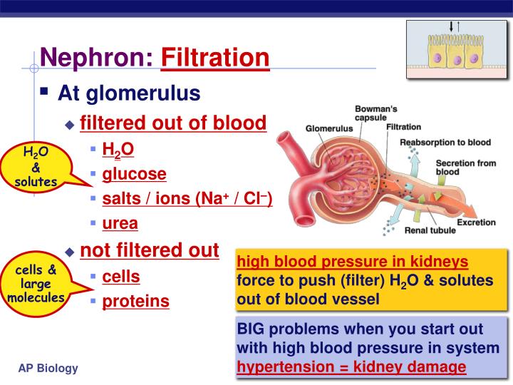 PPT - Kidney Structure & Function PowerPoint Presentation - ID:2569096