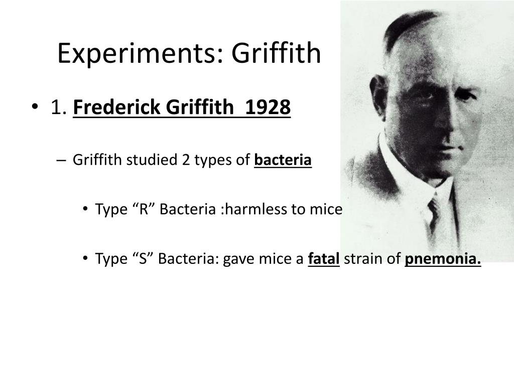 PPT - CH 10: Molecular Biology of the Gene PowerPoint Presentation ...