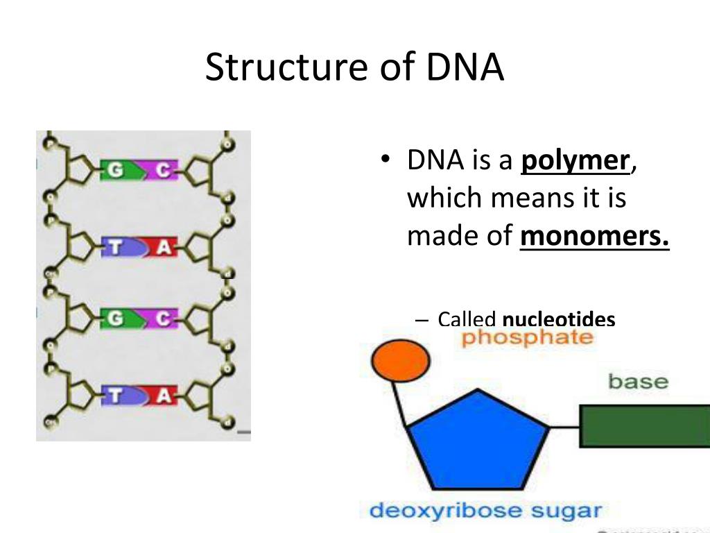 PPT - CH 10: Molecular Biology of the Gene PowerPoint Presentation ...