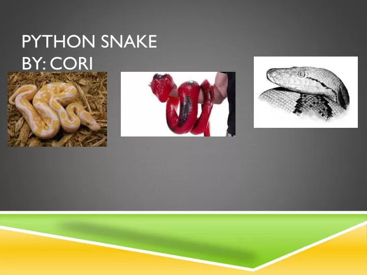 PPT - Python snake By: Cori PowerPoint Presentation, free download - ID ...
