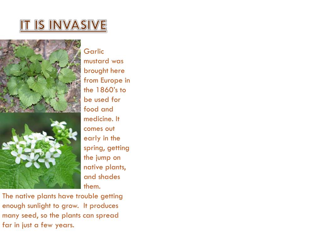 PPT - Garlic Mustard the invasive species PowerPoint Presentation, free ...